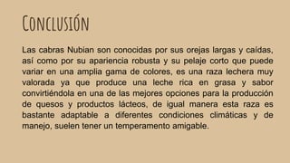 RAZA CAPRINA ANGLO-NUBIANA.pdfffffffffff | PDF