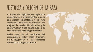RAZA CAPRINA ANGLO-NUBIANA.pdfffffffffff | PDF