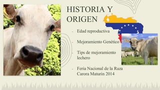 Raza Carora con sus maravillosas características | PDF