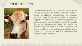 Raza Carora con sus maravillosas características | PDF