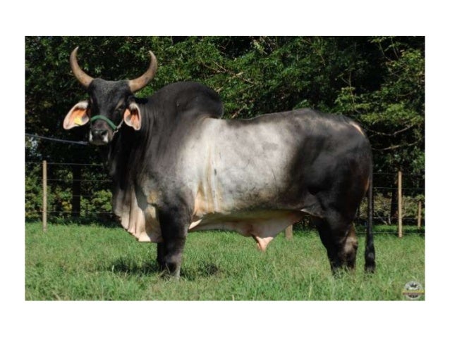 Guzerat Lechero