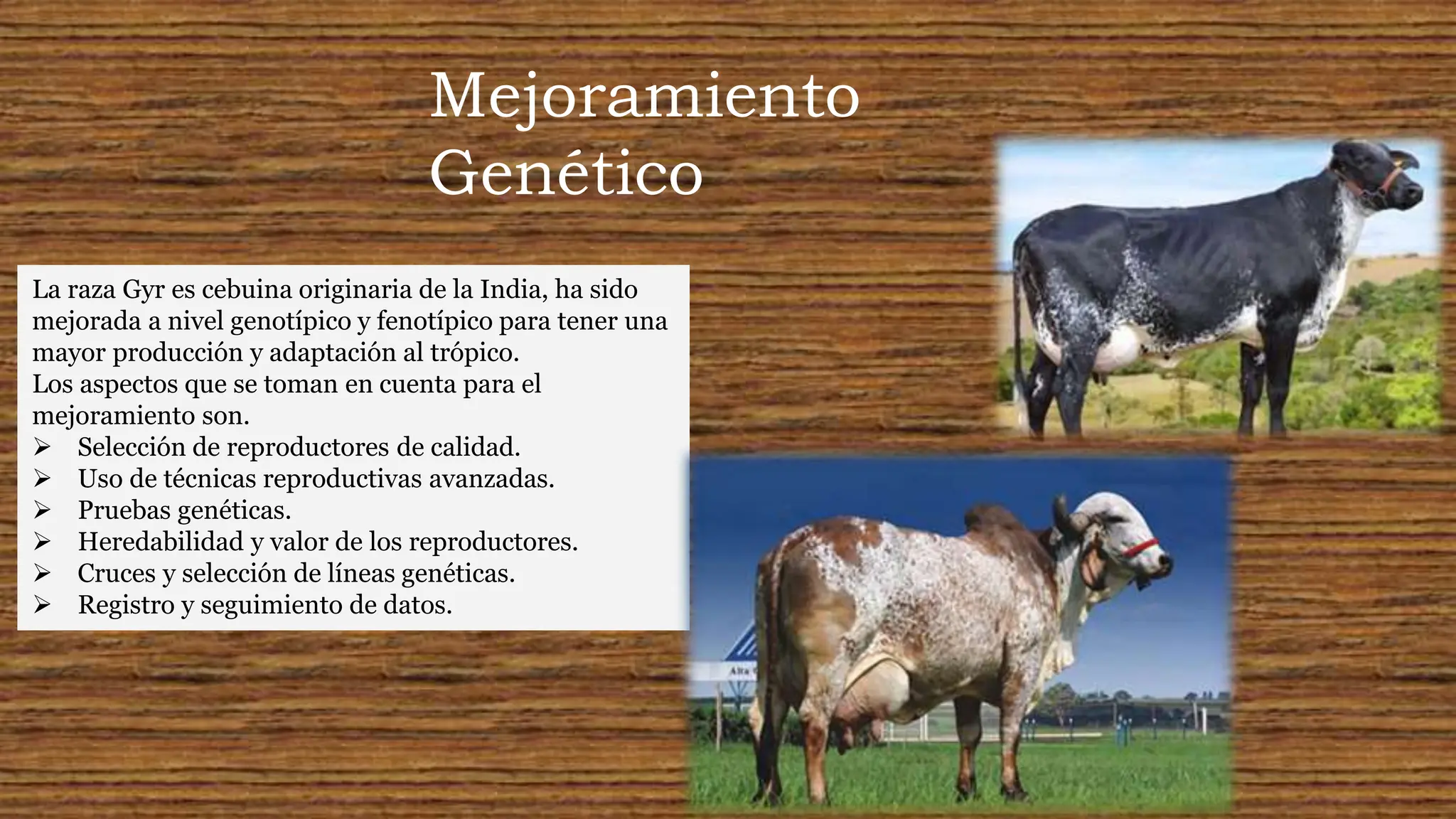 Raza Gyr y sus características fisiológicas | PPTX | Agriculture ...