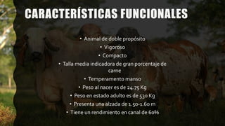 Raza gyr | PPTX