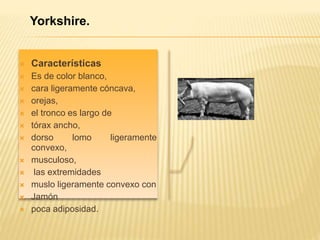 Razas de-cerdos | PPTX