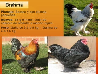 Razas gallinas | PPTX