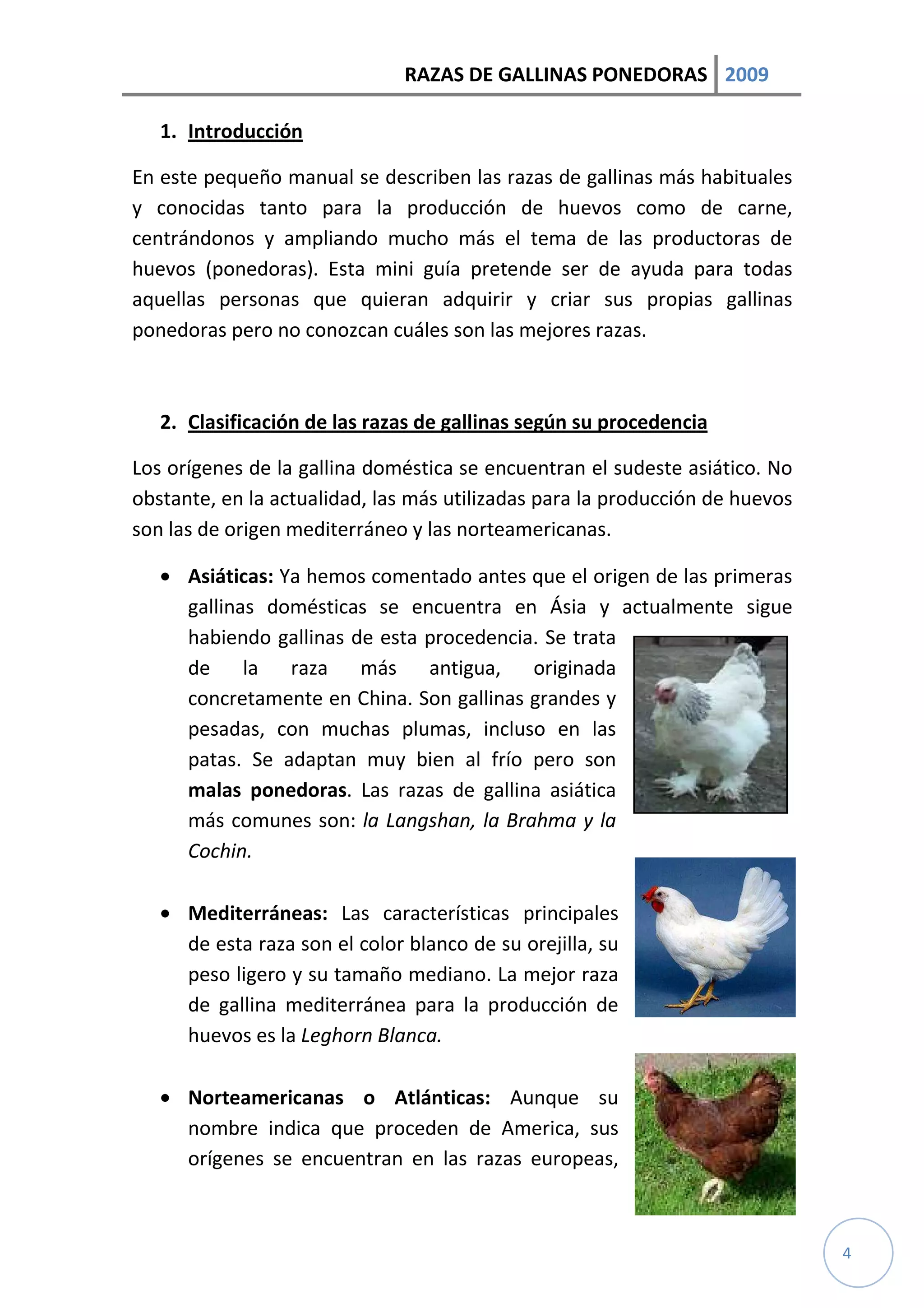 Tipos De Gallinas Y Nombres Gallina Gigante: Principales Razas Grandes