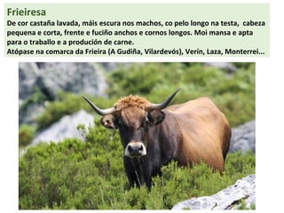 Razas autóctonas galegas | PPS