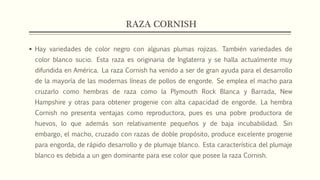 Razas avicolas | PPTX