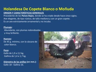 RAZAS DE AVES.pptx