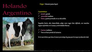 Razas de bovinos alox | PPTX | Large Animals | Pets