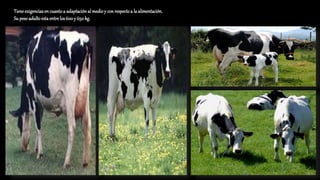 Razas de bovinos alox | PPTX