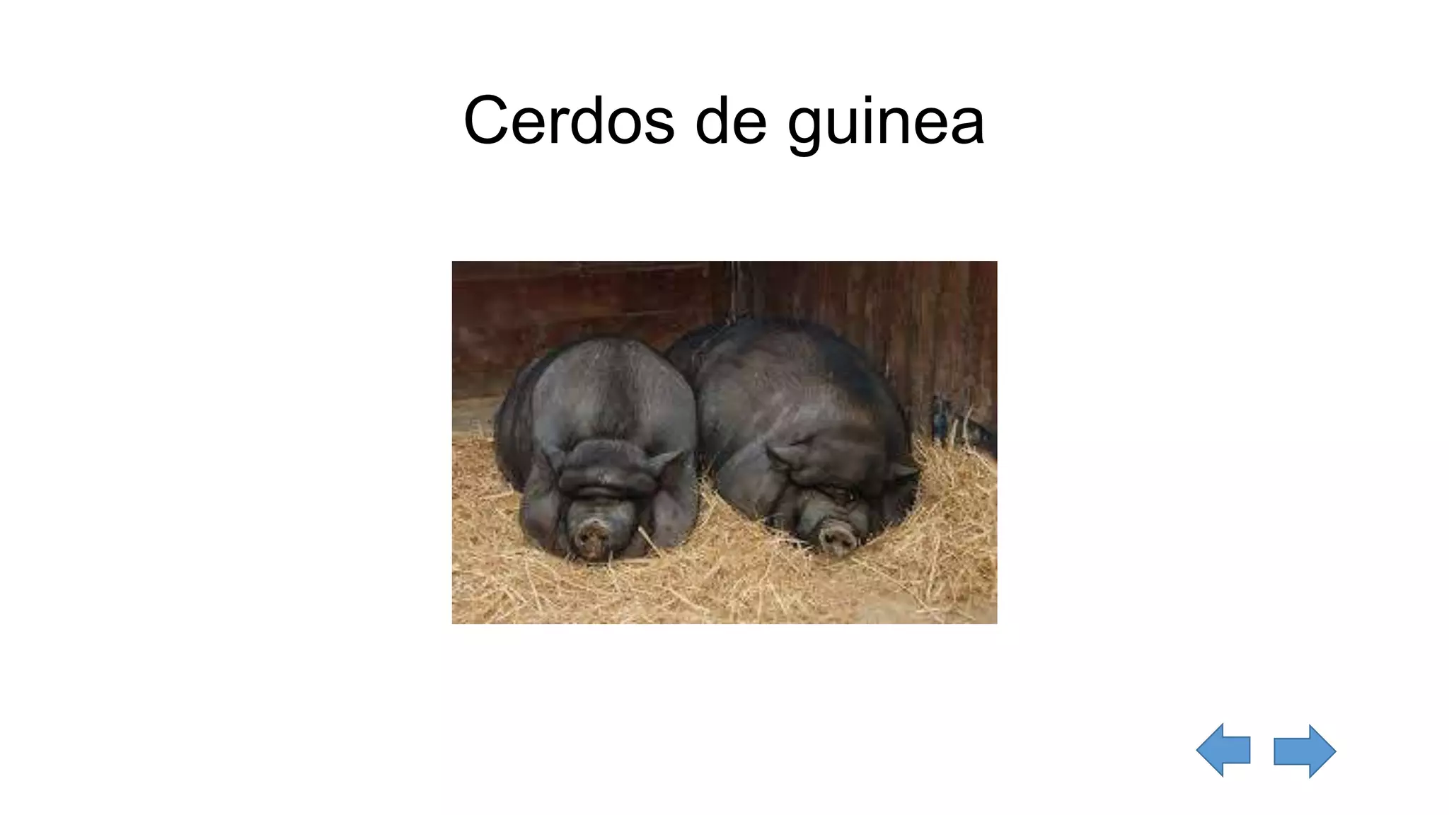 Razas de cerdos domésticos | PPT