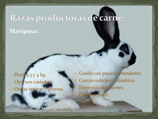 Razas de conejos | PPTX