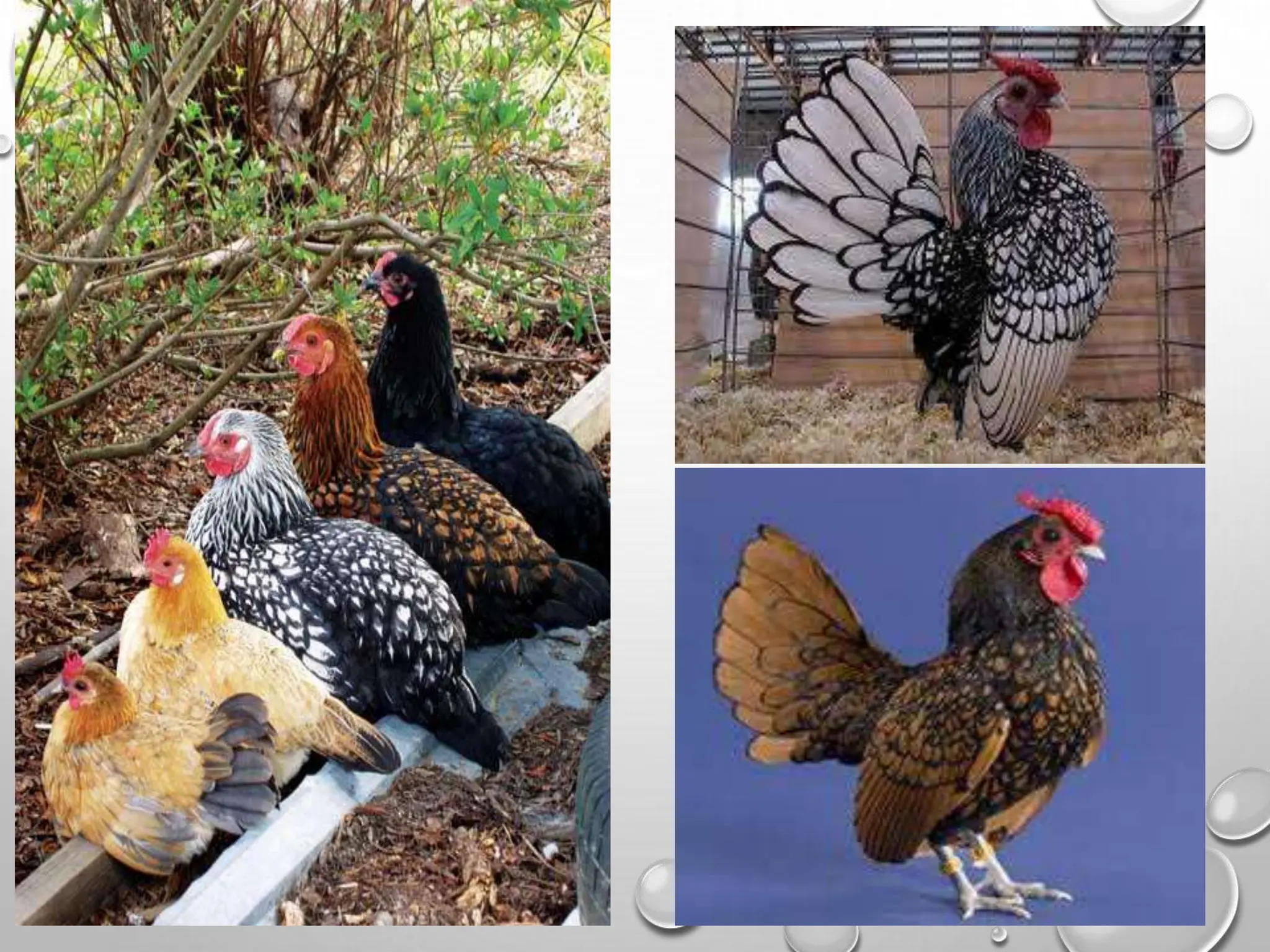 RAZAS DE AVES DE POSTURA Y ENGORDE Y SUS CARACTERISTICAS | PPTX