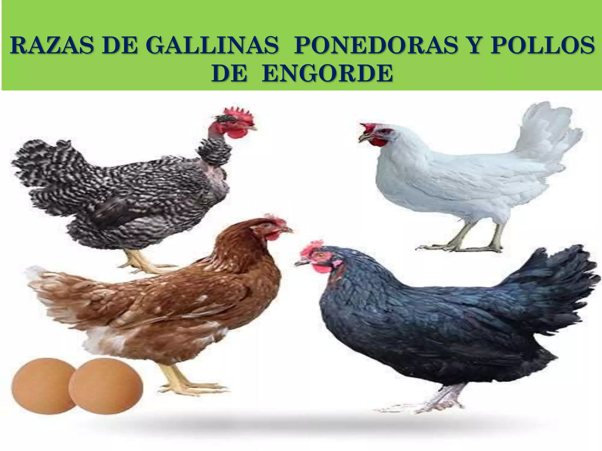 Razas De Gallinas Ponedoras Gallinas Ponedoras | Todo Sobre