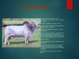 Razas de ganado bovino | PPT