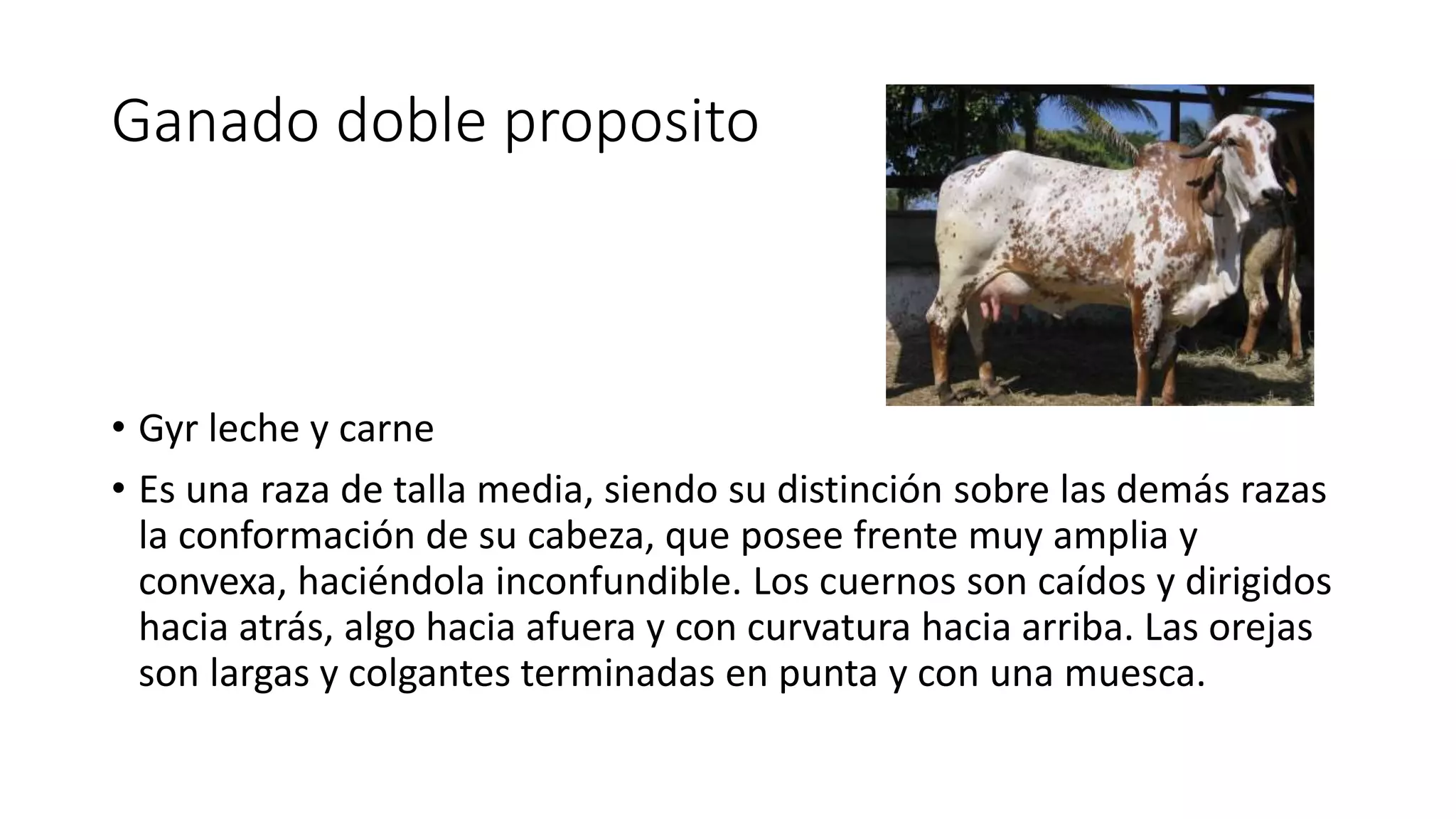 RAZAS DE GANADO EN COLOMBIA | PPTX | Agriculture | Industries