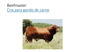 RAZAS DE GANADO EN COLOMBIA | PPTX
