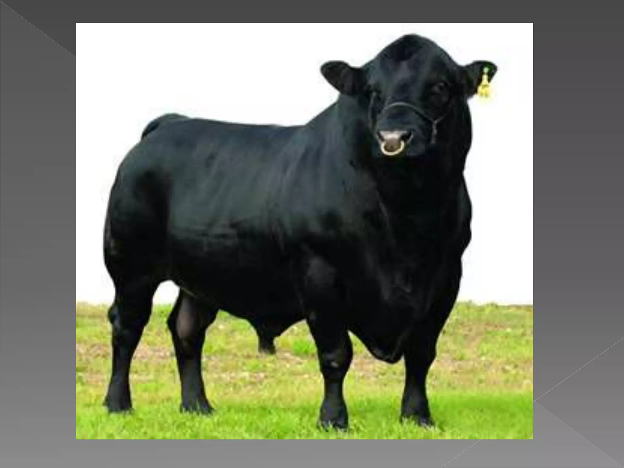 Razas de ganado ppt | PPTX