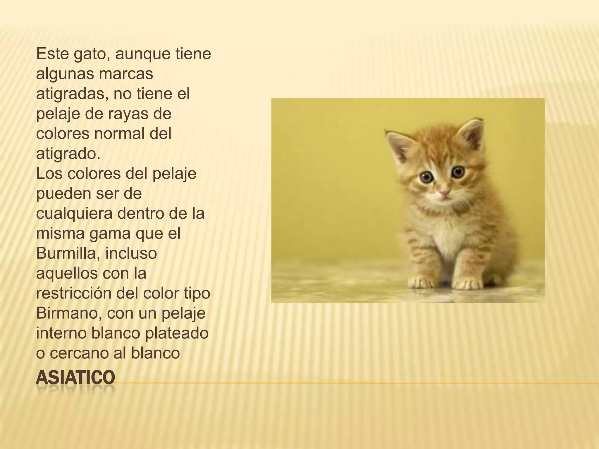 Razas de gatos | PPT