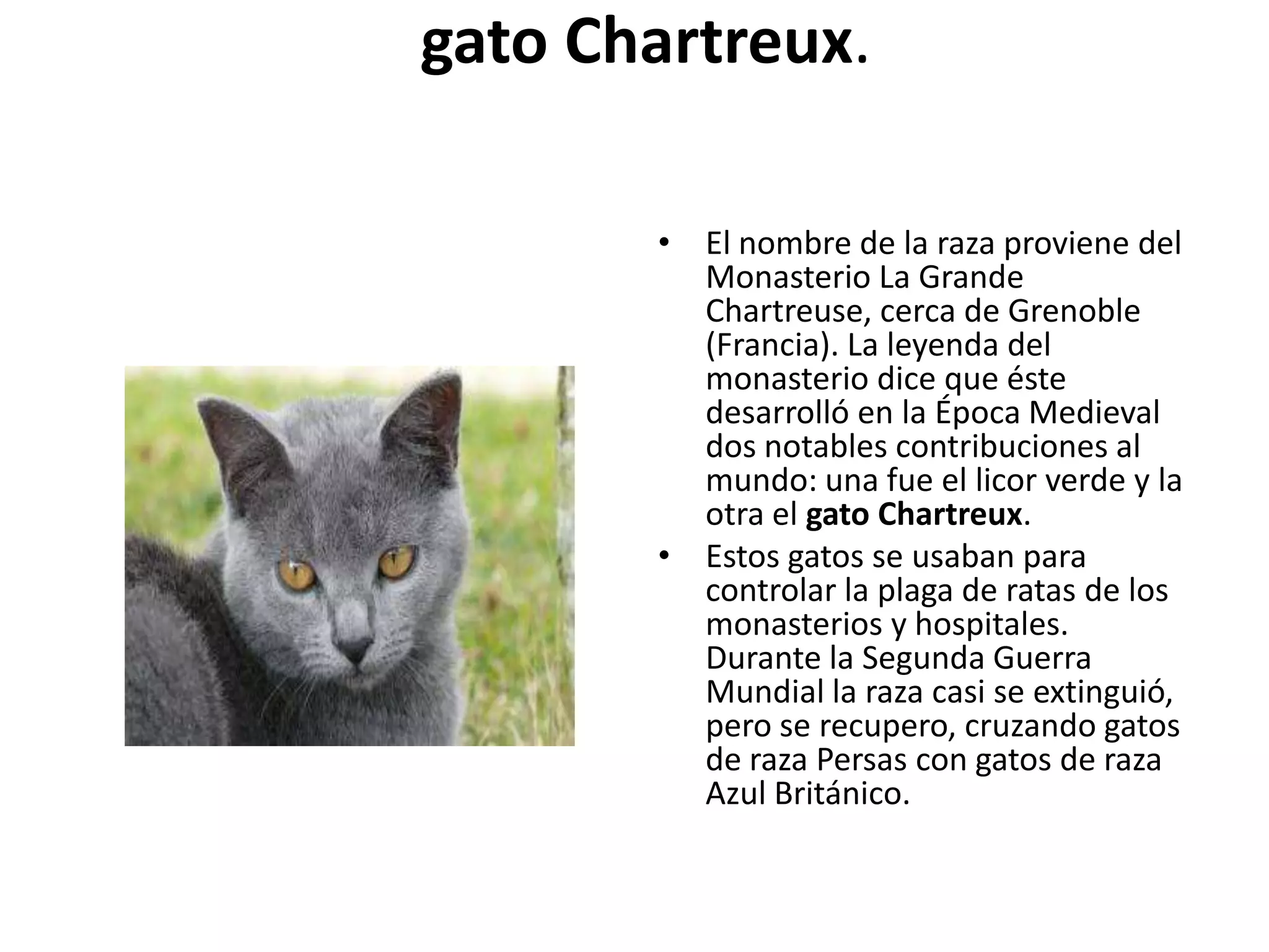 Razas de gatos | PPT