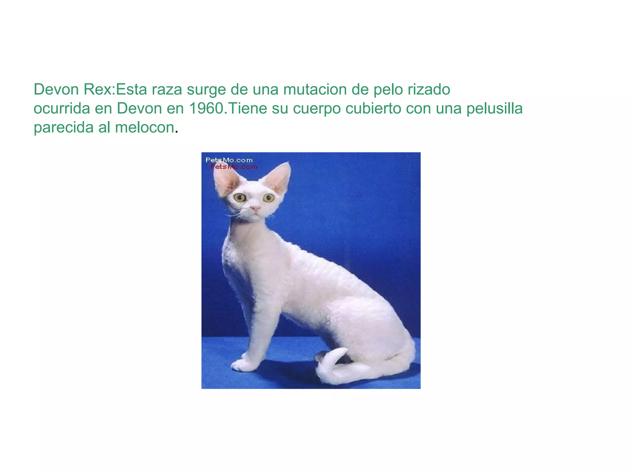 Razas de gatos | PPT