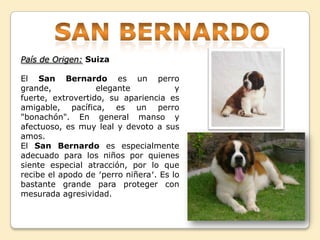Razas de perros | PPTX