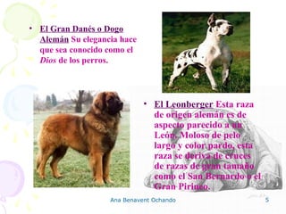 Razas de perros | PPT