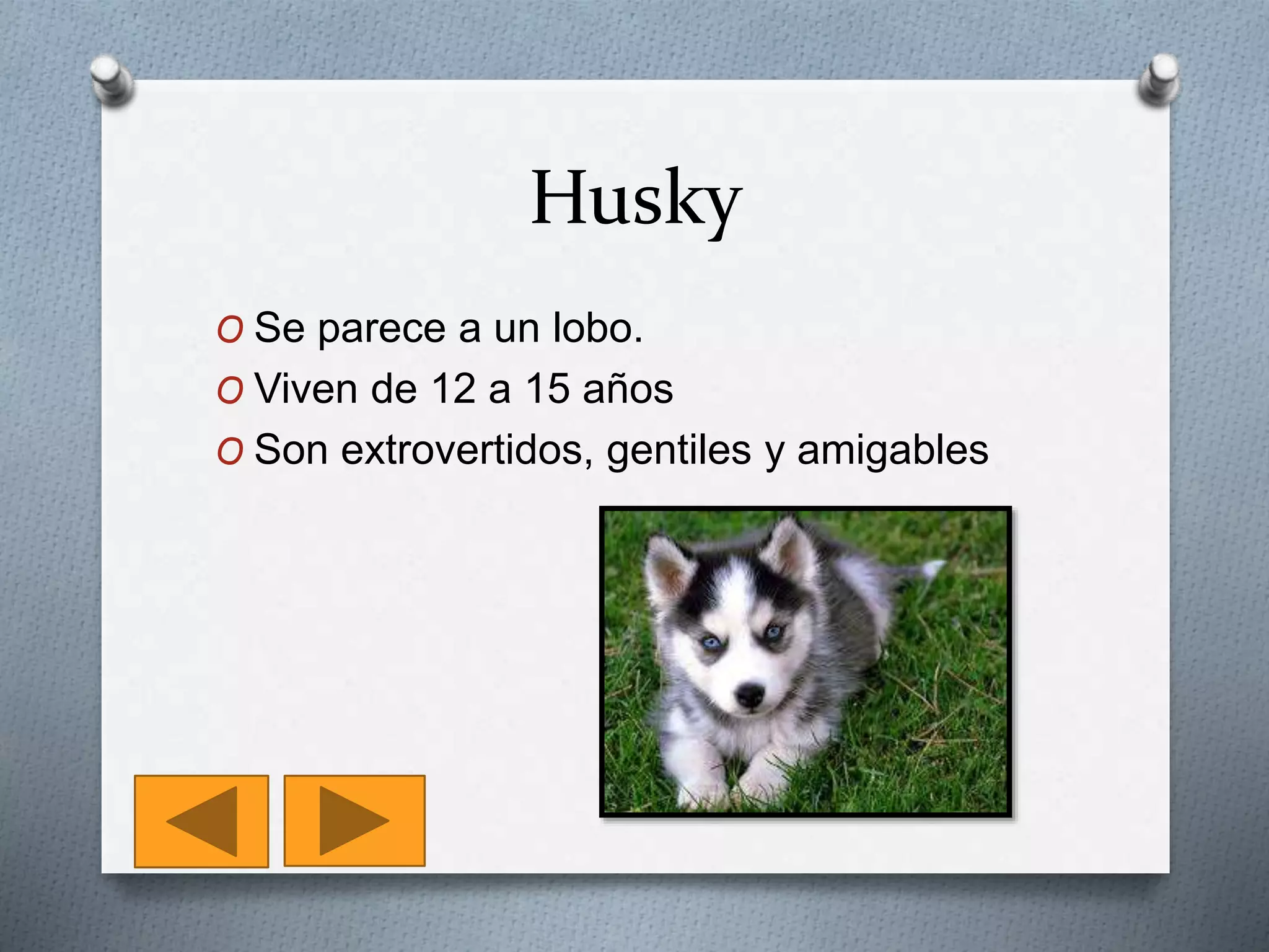 Razas de perros y sus caracteristicas | PPT
