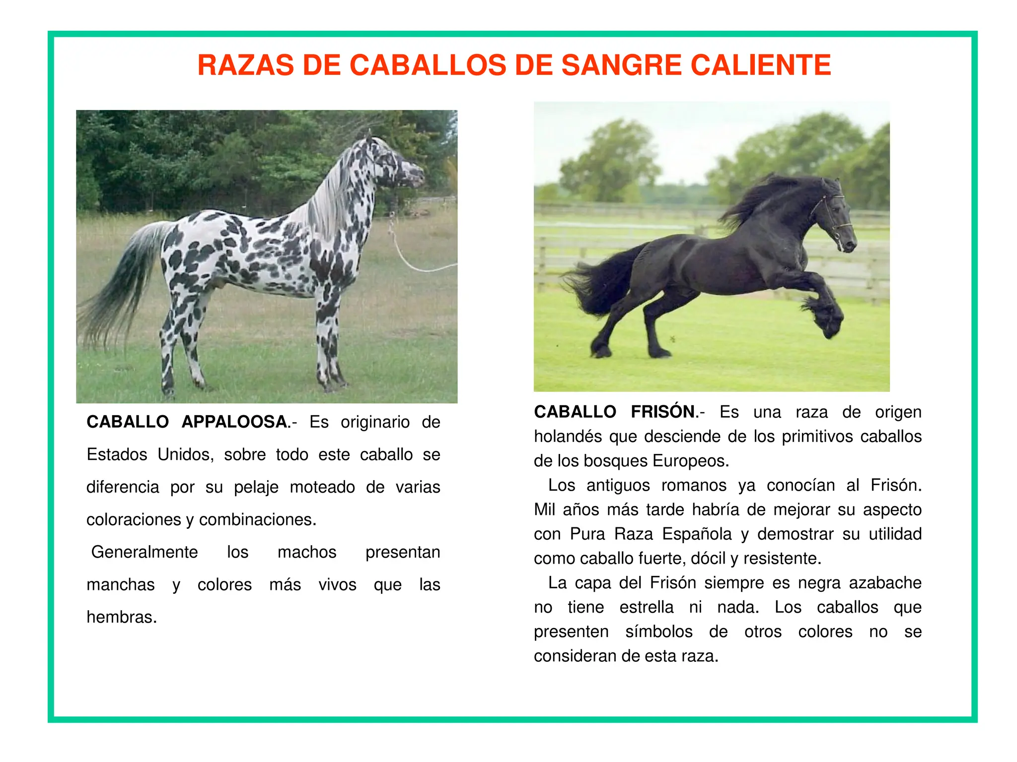 razas_manejo_y_cuidados_del_caballo-1.pdf