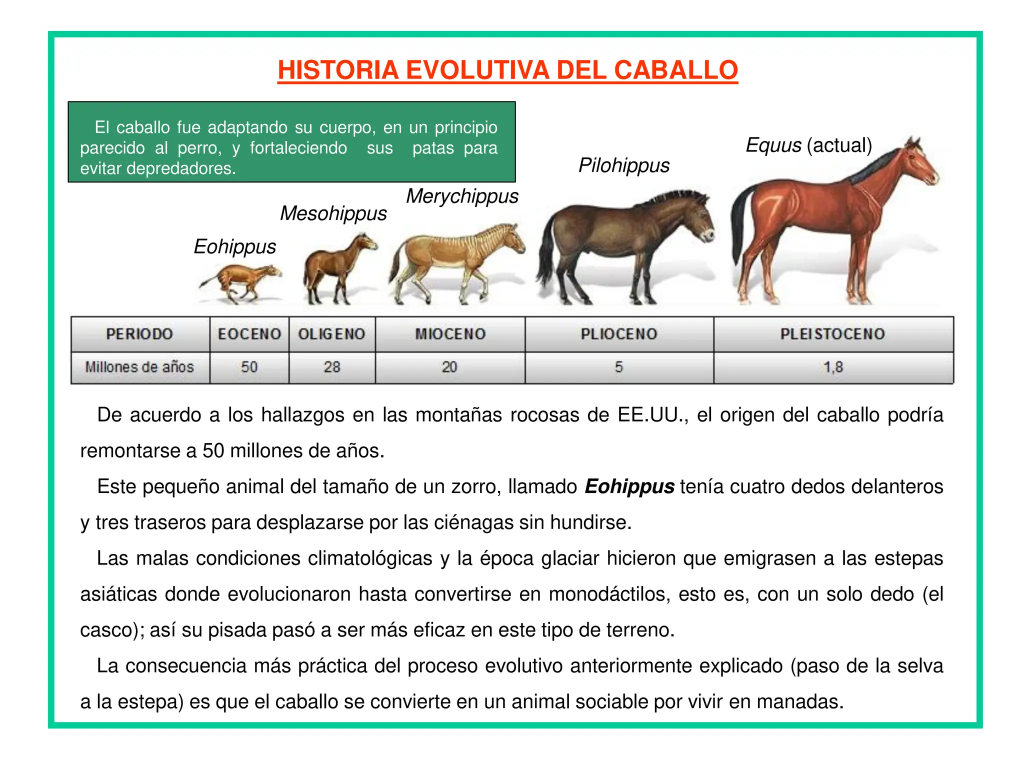 razas_manejo_y_cuidados_del_caballo-1.pdf | Equine Sports | Sports
