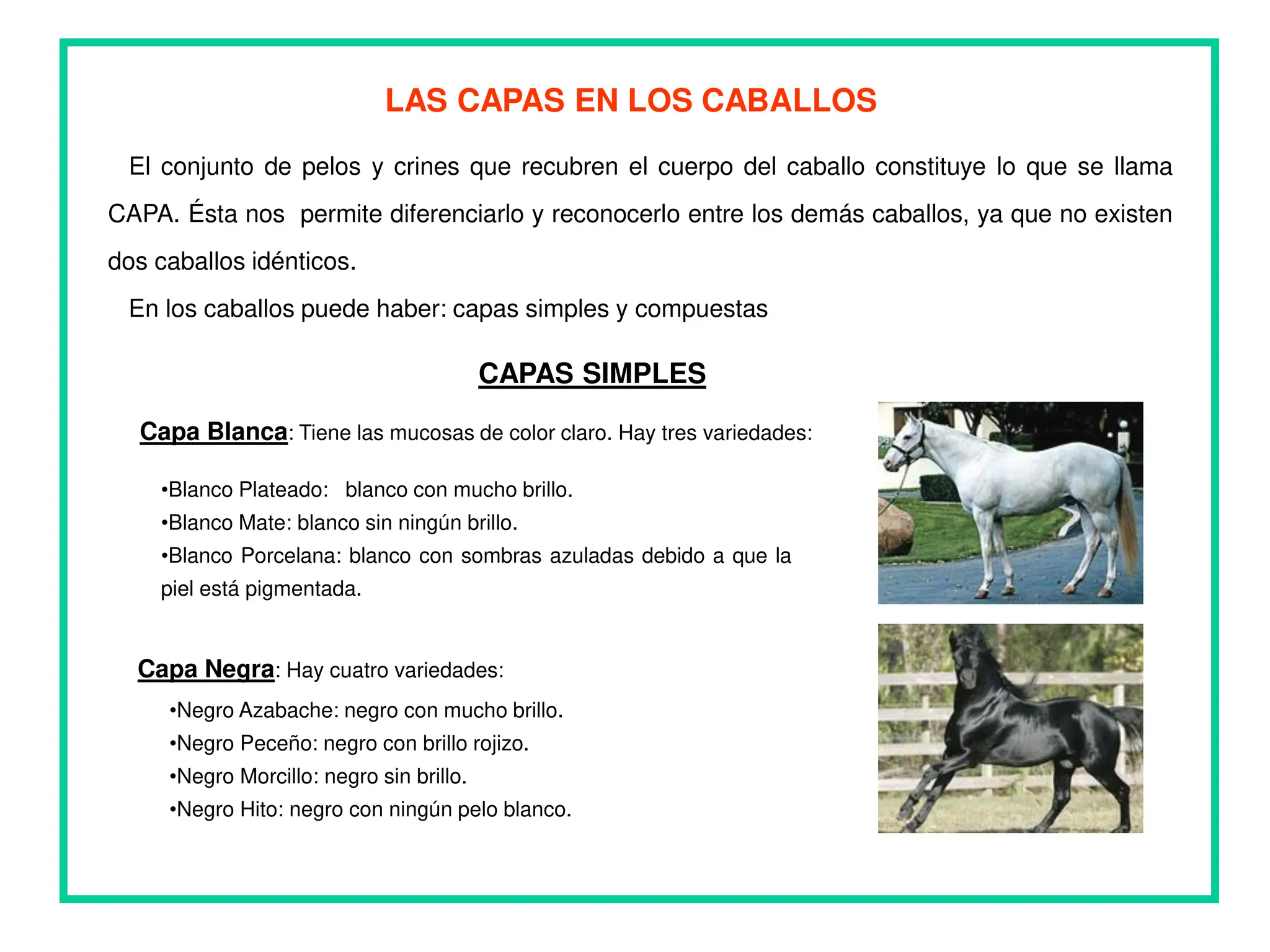 razas_manejo_y_cuidados_del_caballo-1.pdf | Equine Sports | Sports