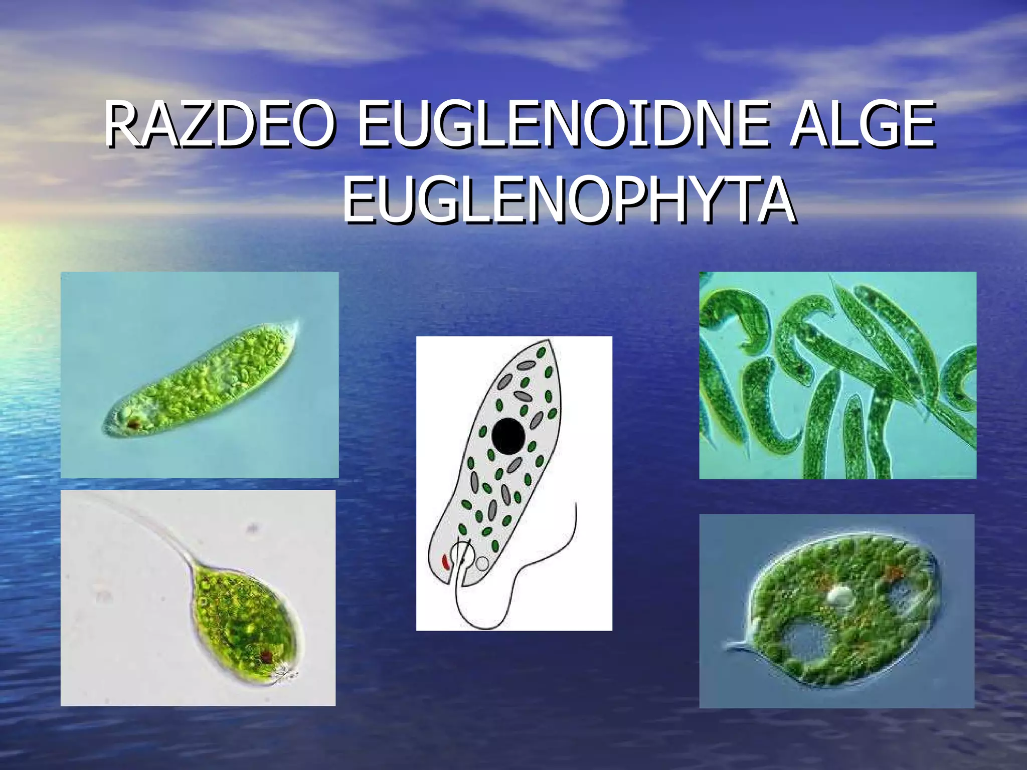 Razdeo+euglenoidne+alge(1) | PPT