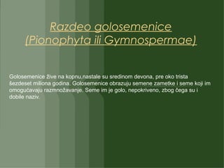 Biologija- Golosemenice- Marko Petrović- Milan Ilić | PPT