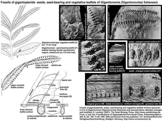Razdeo golosemenice | PPTX