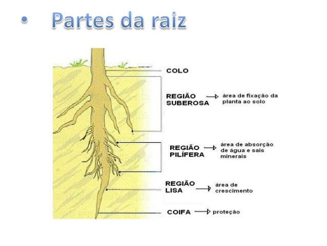 Raízes e sementes