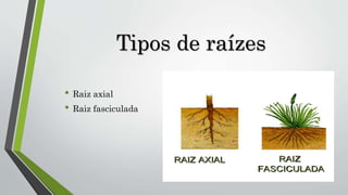 Raízes das plantas | PPTX