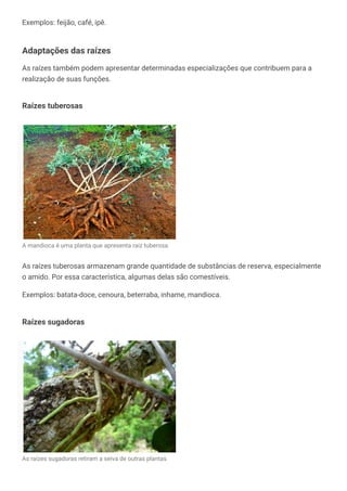 Raízes_ funções, partes e tipos - Toda Matéria.pdf