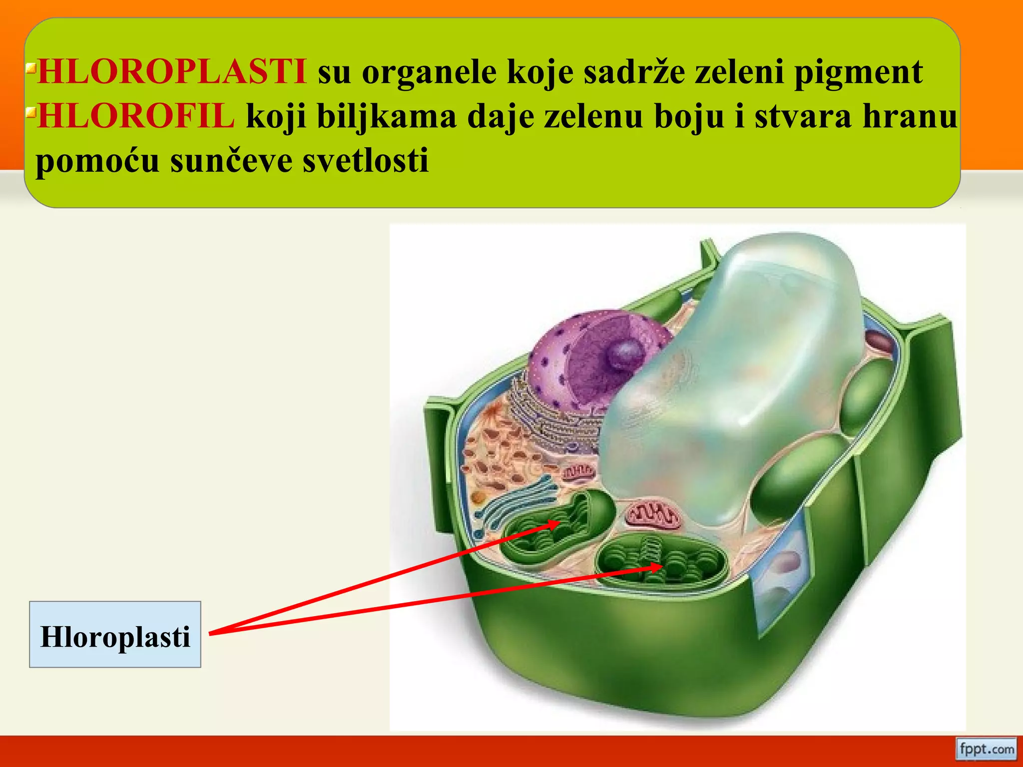 Razlike između biljne i životinjske ćelije | PPT