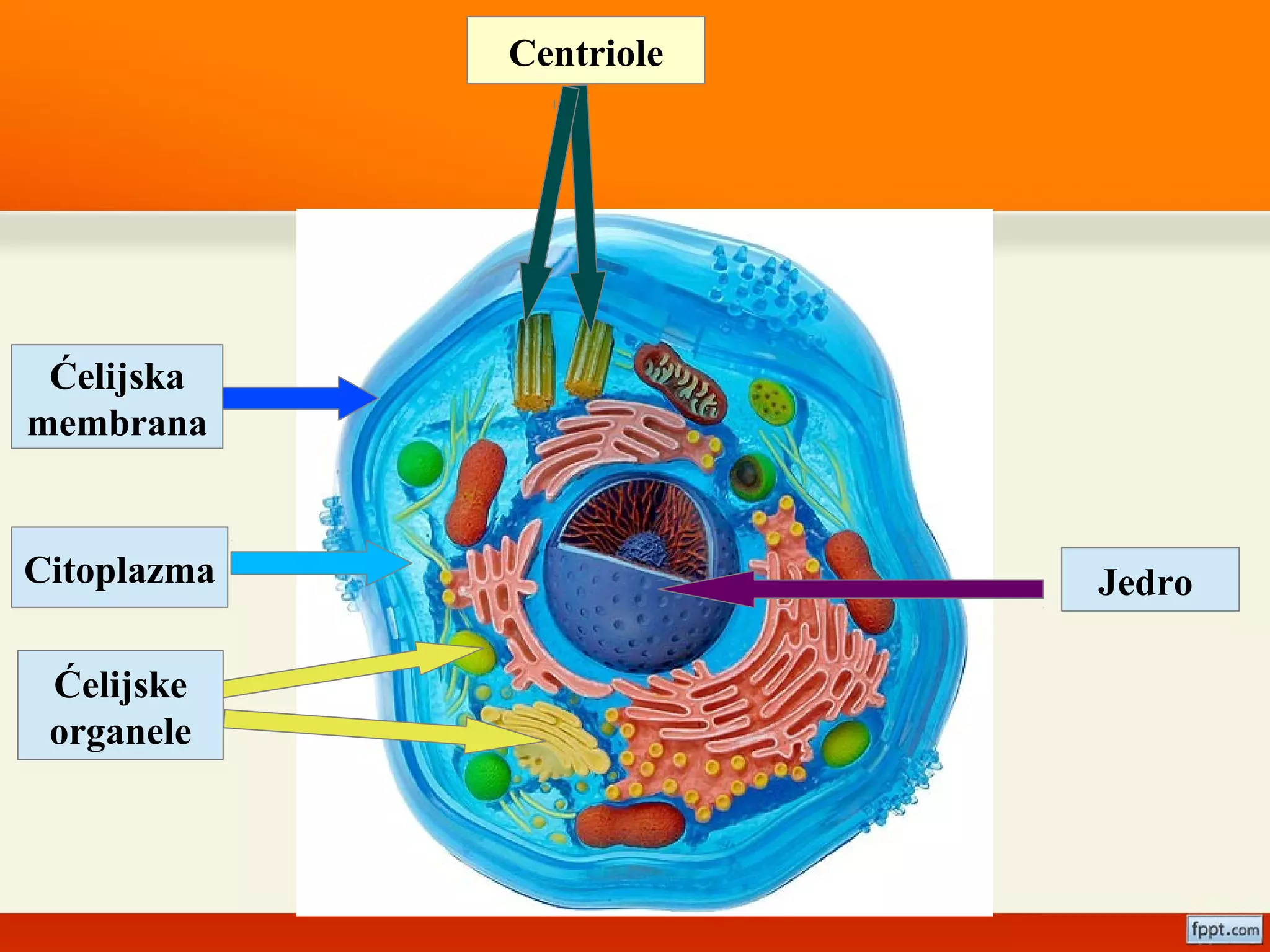Razlike između biljne i životinjske ćelije | PPT