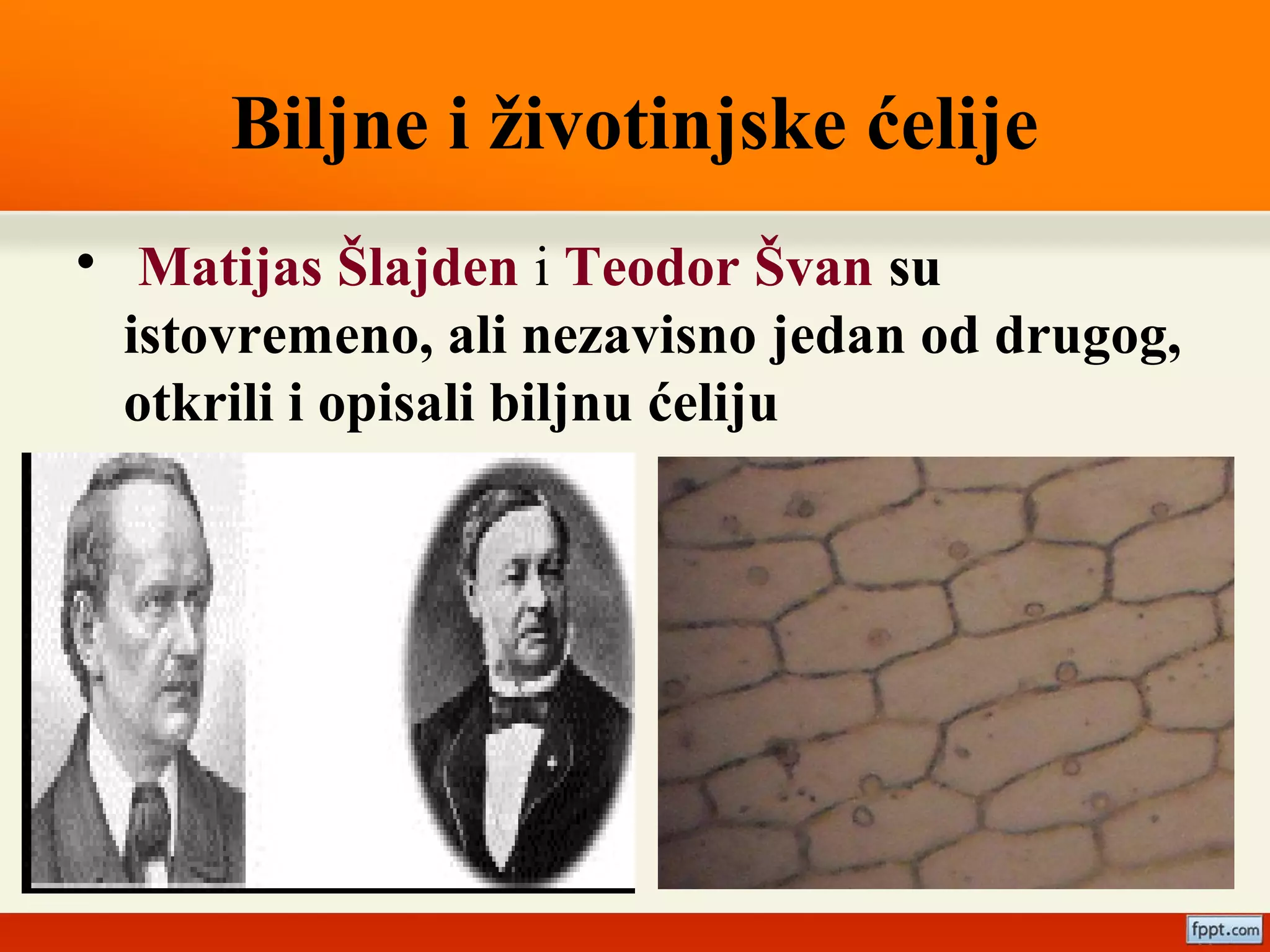 Razlike između biljne i životinjske ćelije | PPT