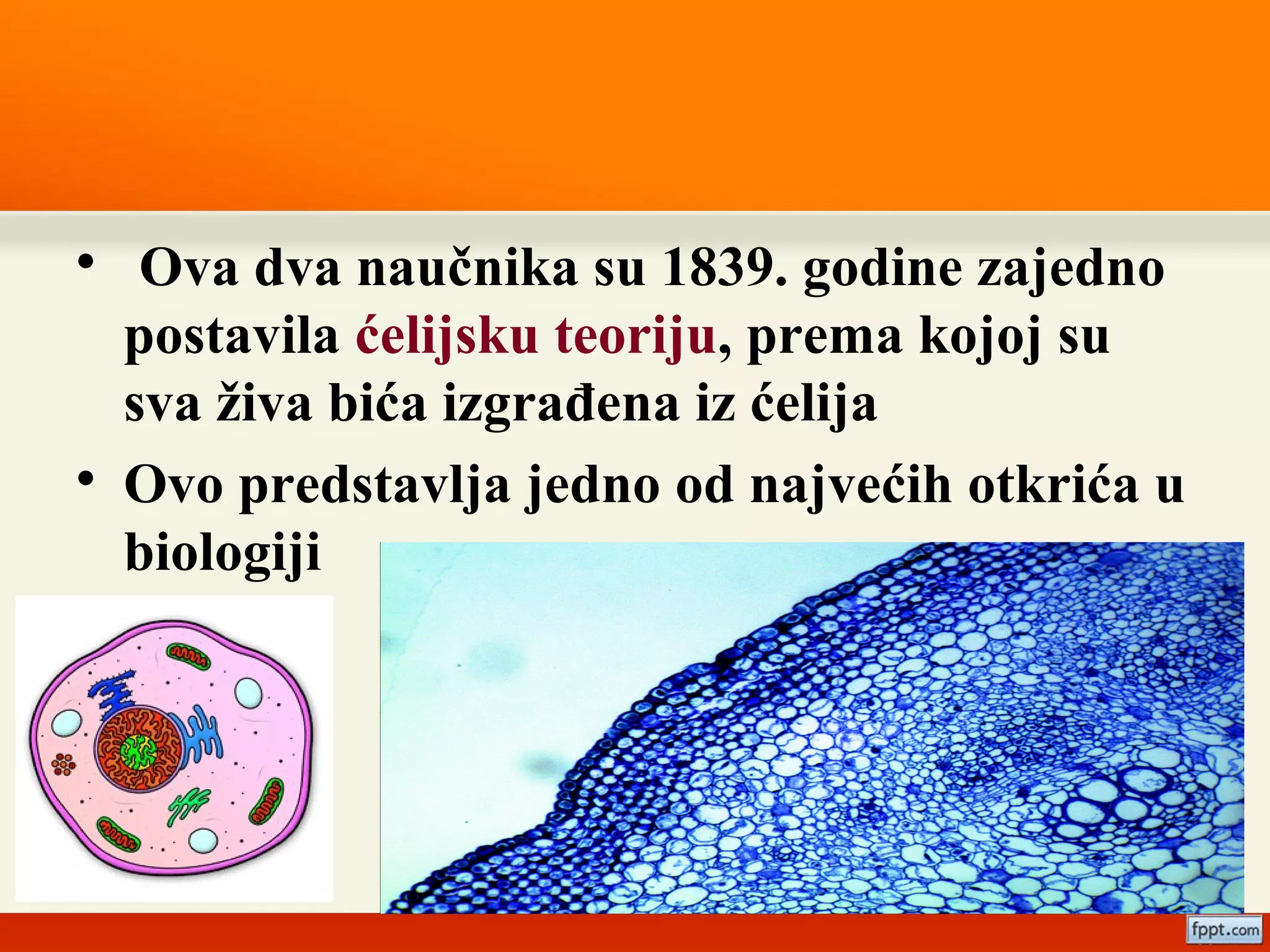 Razlike između biljne i životinjske ćelije | PPT