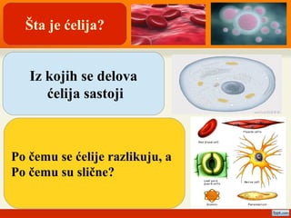 Razlike između biljne i životinjske ćelije | PPT