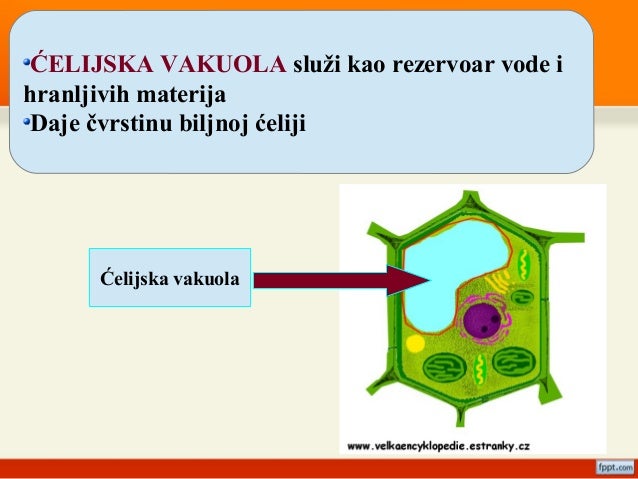Razlike između biljne i životinjske ćelije