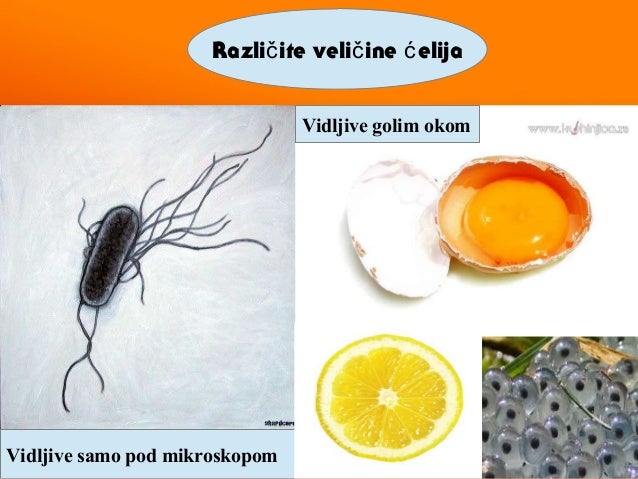 Razlike između biljne i životinjske ćelije
