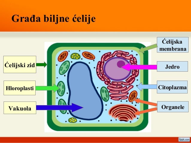 Razlike između biljne i životinjske ćelije