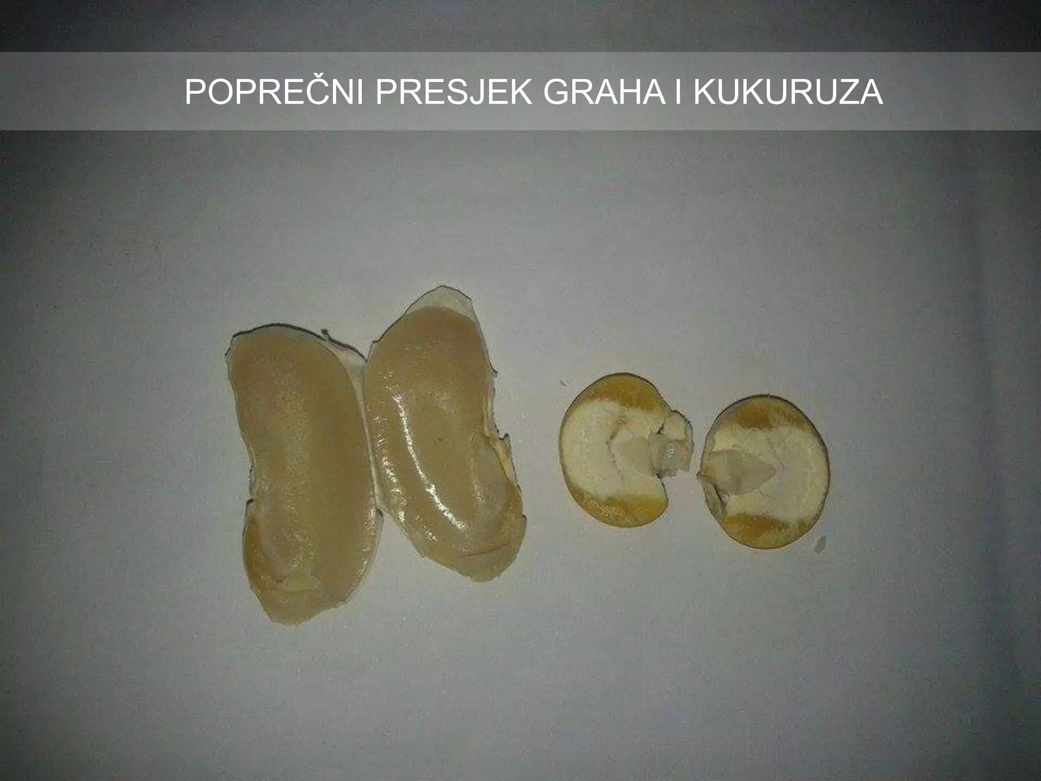 Razlike u građi jednosupnica i dvosupnica | PPTX