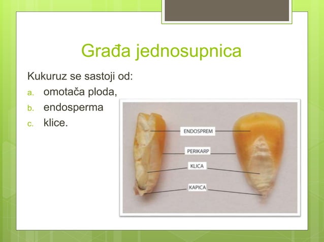 Razlike u građi jednosupnica i dvosupnica | PPTX