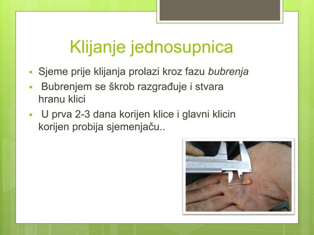 Razlike u građi jednosupnica i dvosupnica | PPTX