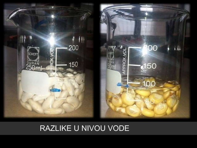 Razlike u građi jednosupnica i dvosupnica | PPTX